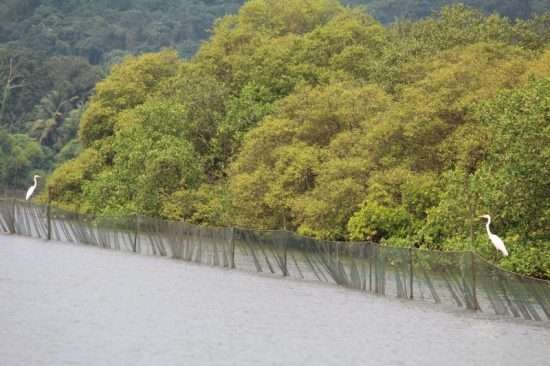 Traditional Methods of Fishing in Goa | Make It Happen