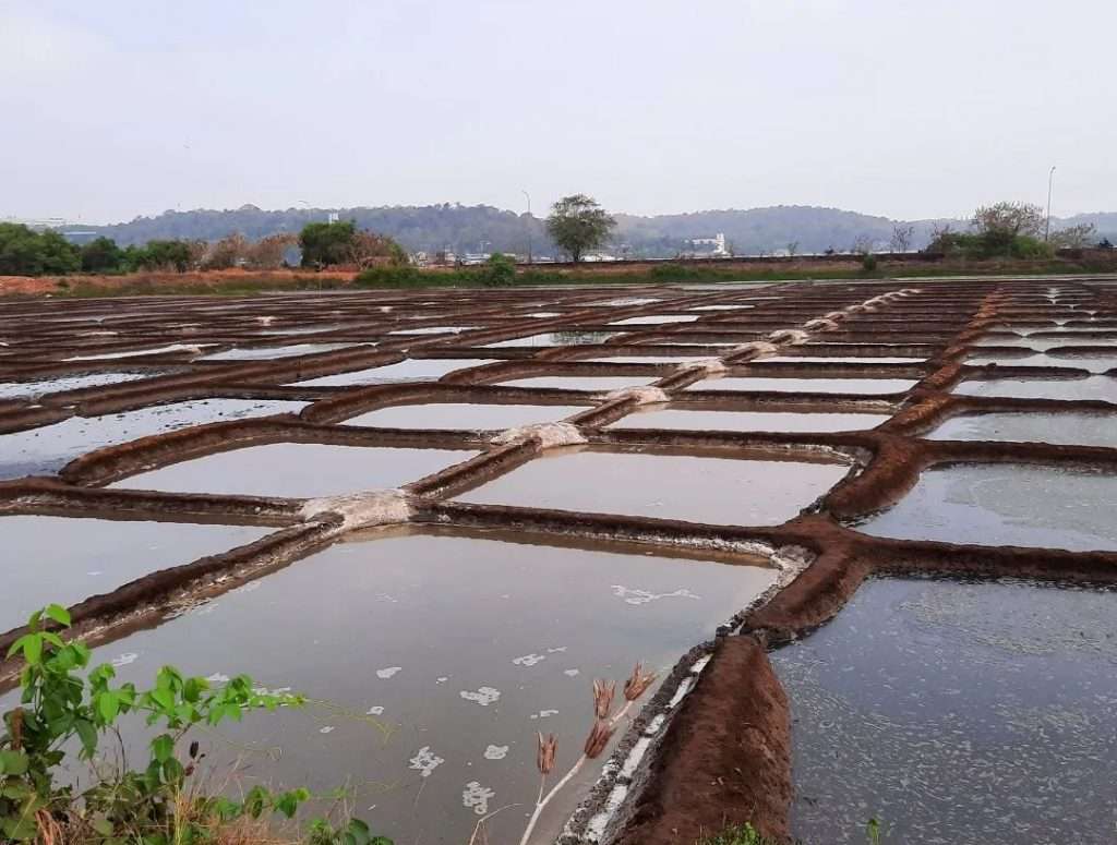 The Dying Salt Pans in Goa | Make It Happen