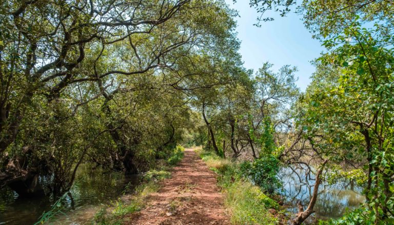 Divar Island: A Hidden Gem in Goa - Make It Happen